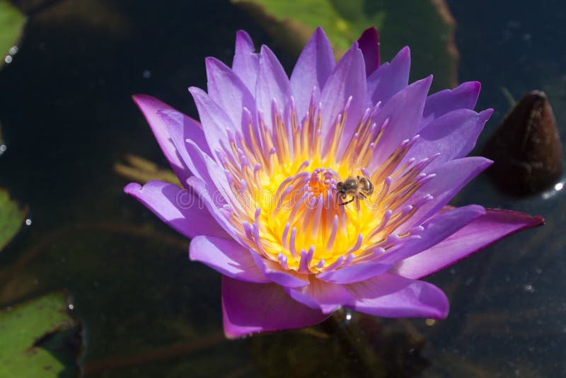 Purple Lotus Flower with Bee Close Up. Stock Photo - Image of summer ...