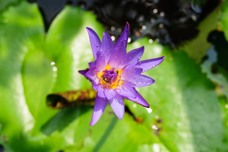 Purple lotus flower stock photo. Image of colorful, garden - 40986048