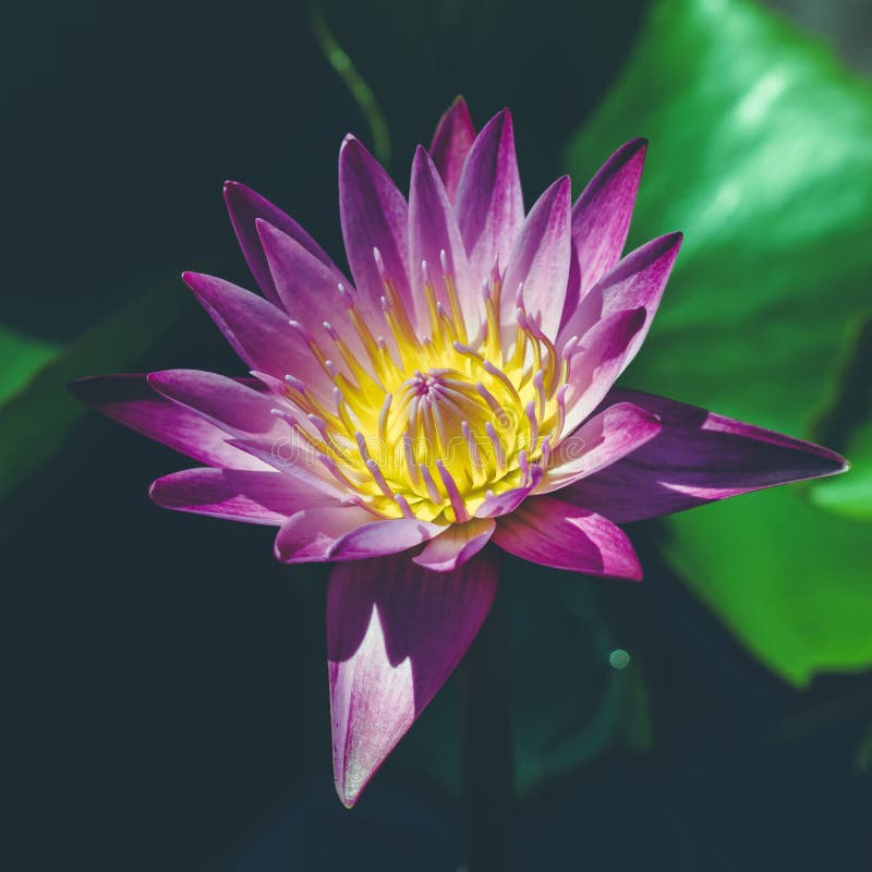 Purple lotus flower stock image. Image of summer, violet - 88901409