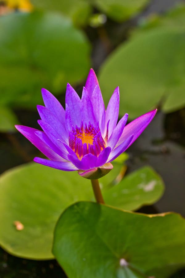 Purple lotus flower stock photo. Image of blossom, petals - 40746312