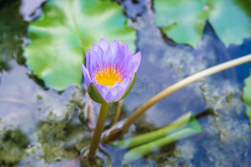 Purple Lotus Flowers in the Tub Stock Photo - Image of bloom, leaf ...