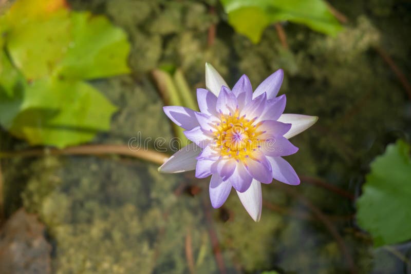 Purple Lotus Flowers in the Tub Stock Photo - Image of flowers, green ...