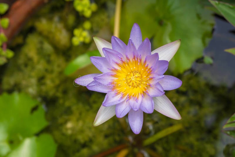 Purple Lotus Flowers in the Tub Stock Photo - Image of natural ...