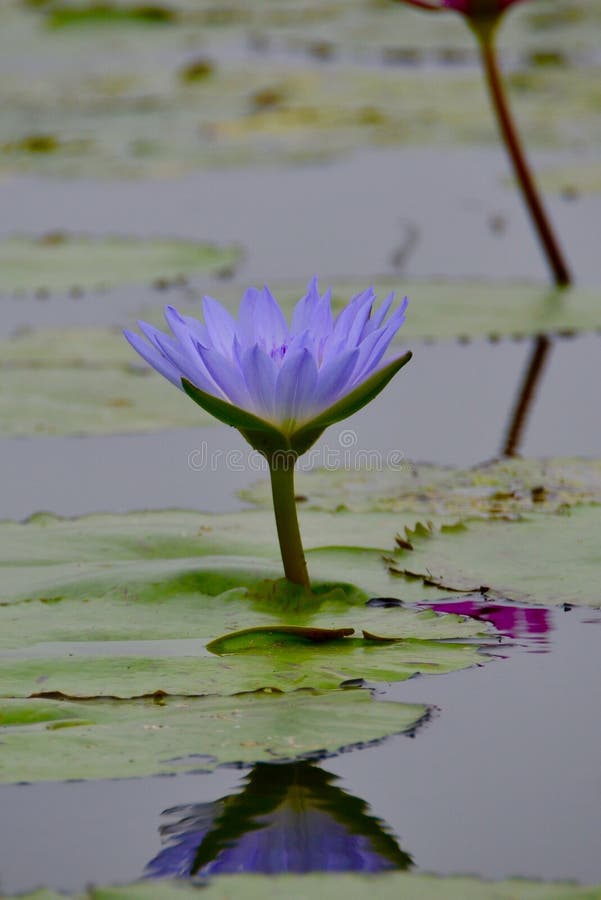Purple lotus stock image. Image of purple, floating, fragrant - 78374489