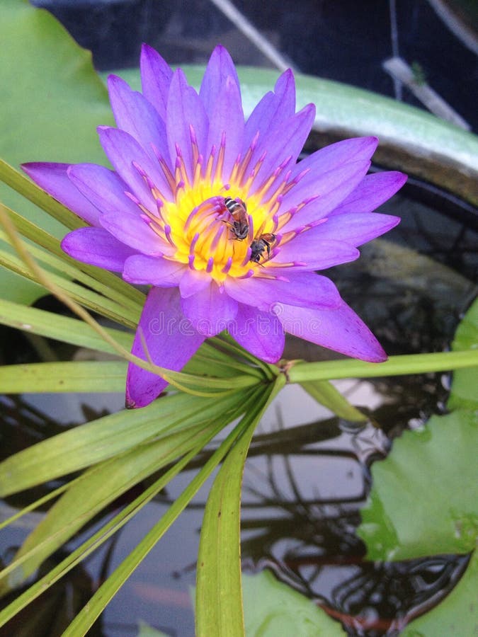Purple lotus stock image. Image of feeding, lotus, garden - 57436549