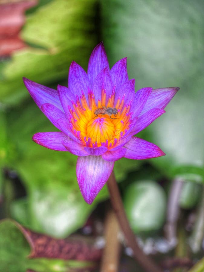 Purple lotus stock photo. Image of pollen, insect, purple - 43953048