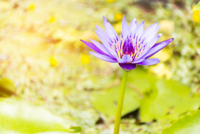 Purple Lotus on Leaf Background and Sunshine.Zoom in Stock Photo ...