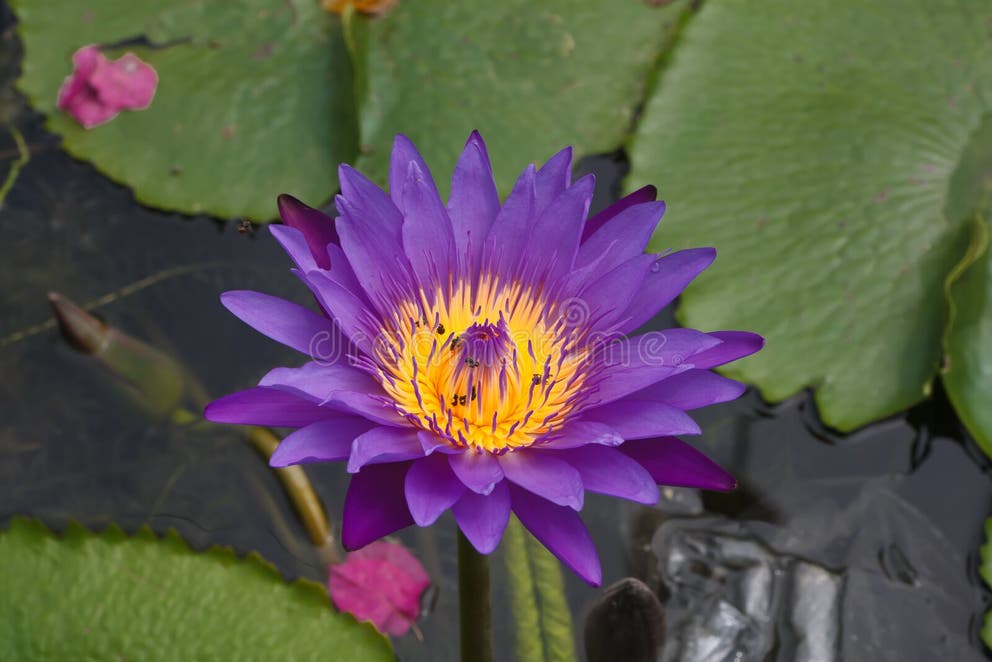 Purple Lotus Nymphaea Lotus Linn Stock Photo - Image of beauty ...