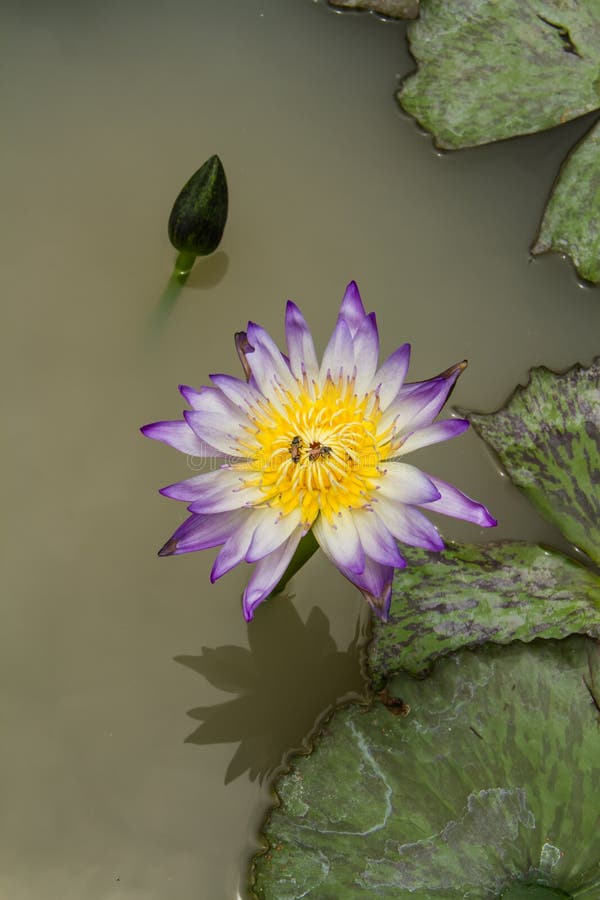 Purple lotus stock photo. Image of bloom, close, leaf - 42227128