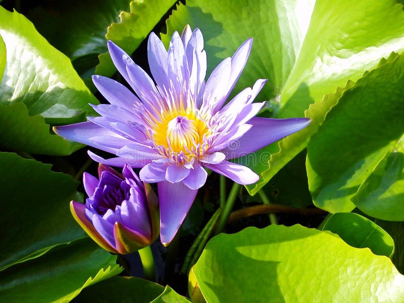 Lotus under leaf stock photo. Image of aquatic, garden - 4338678