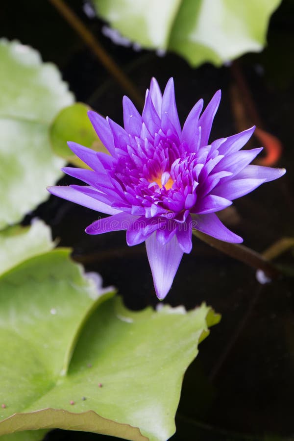 Lotus, vertical shot. stock image. Image of backgroundvertical - 192942107