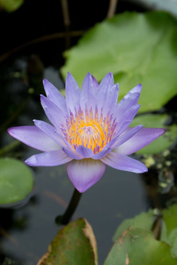Lotus, vertical shot. stock image. Image of backgroundvertical - 192942107