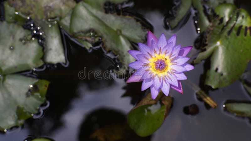 Purple Lotus on Water Bloom Stock Photo - Image of water, blossom ...