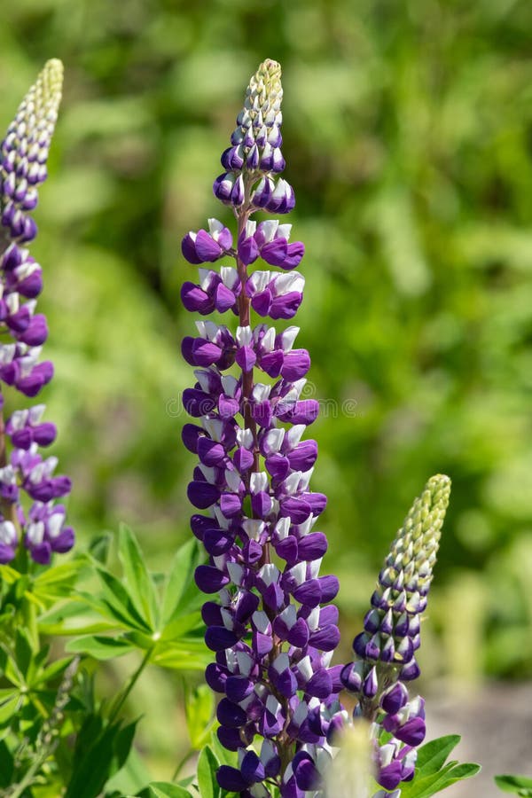 Purple lupin flowers stock image. Image of natural, background - 301815839