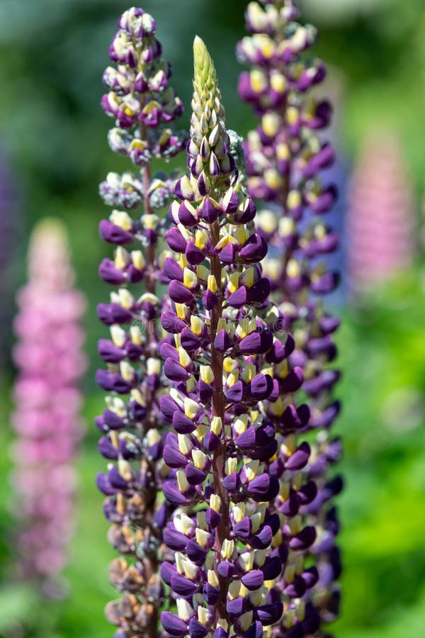 Purple lupin flowers stock image. Image of lupinus, natural - 301816093