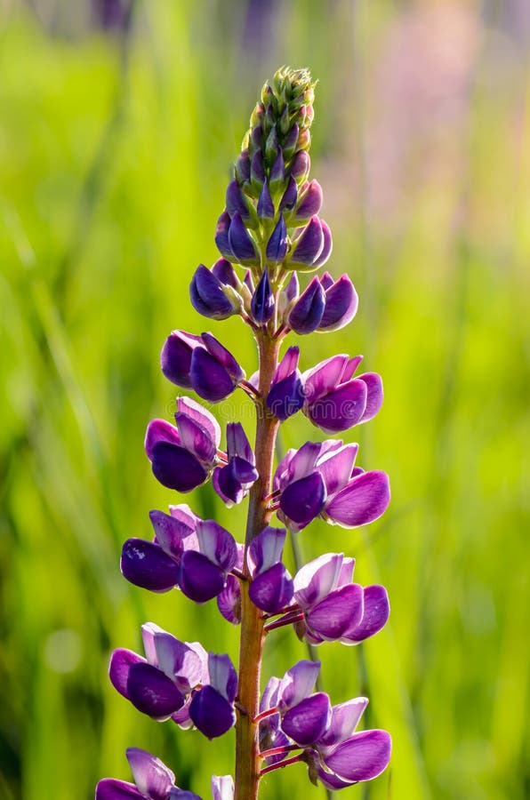 Purple Lupine Inflorescence Brush in Field in Spring Stock Image ...
