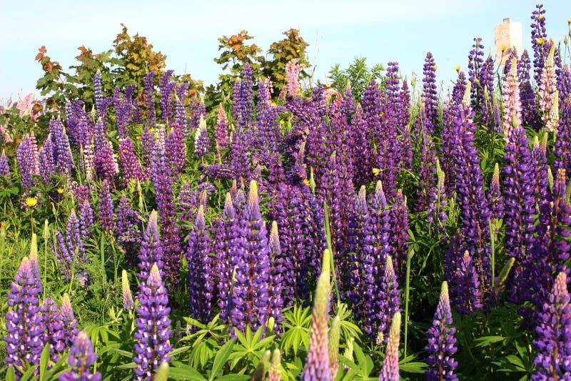 Lupin Field stock image. Image of farm, lupins, petal - 2715121