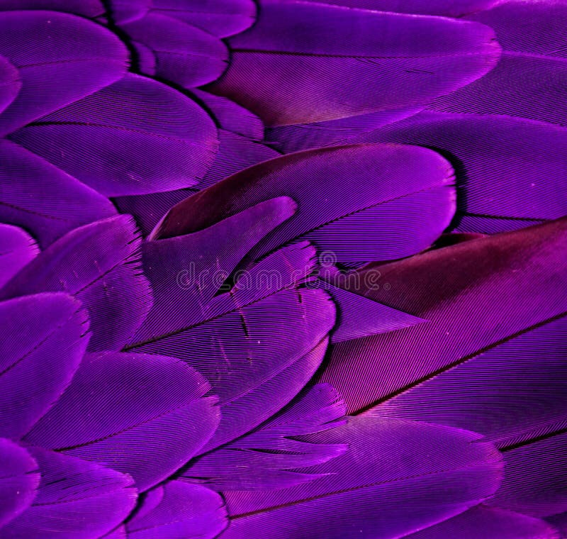 Purple Macaw Feathers stock image. Image of wildlife - 38866191