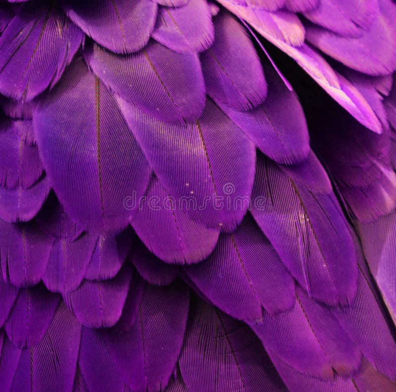 Purple Macaw Feathers stock image. Image of feather, feathers - 51257737