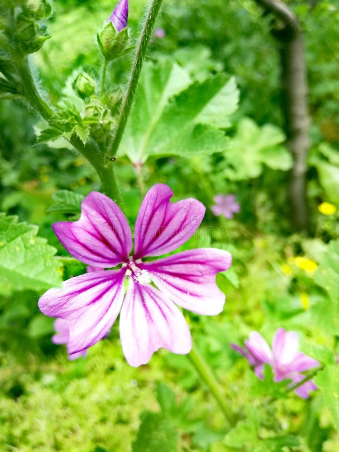 Maddness Stock Photos - Free & Royalty-Free Stock Photos from Dreamstime