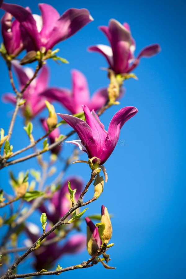 Purple magnolia stock image. Image of sunny, springtime - 30592137