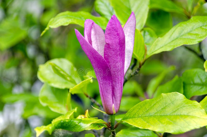 Purple magnolia stock photo. Image of nature, leaves - 150619716