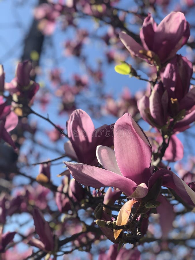 Purple magnolia stock image. Image of purple, spring - 142856295