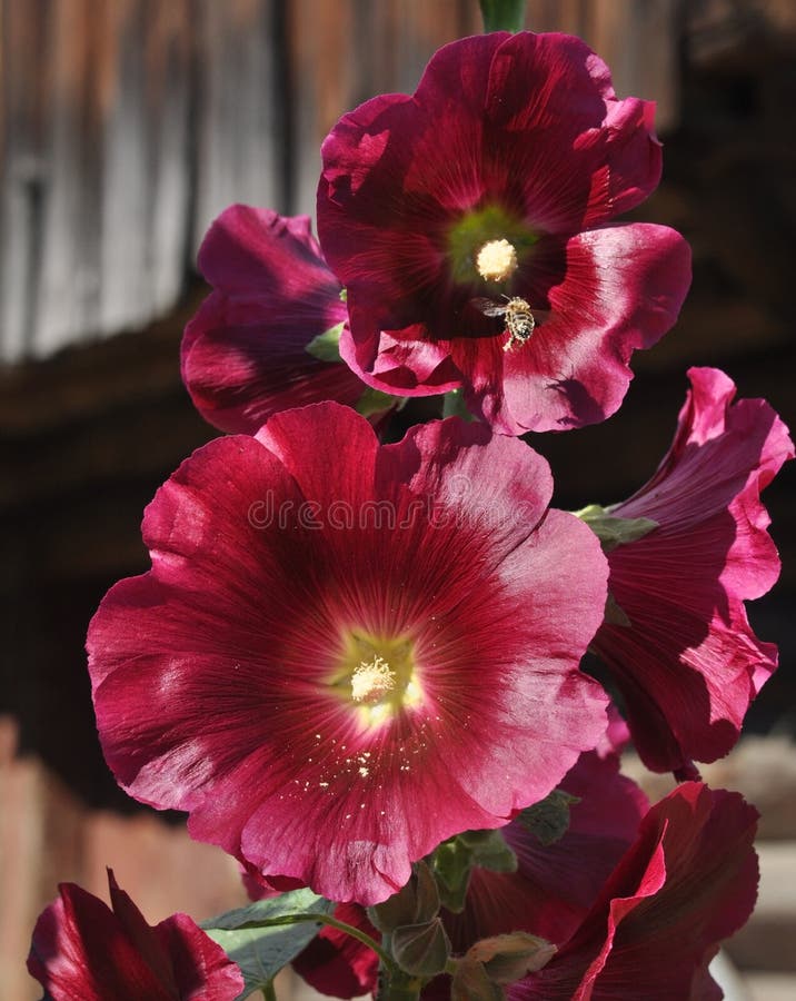 Purple mallow stock image. Image of blossom, plant, summer - 39327481