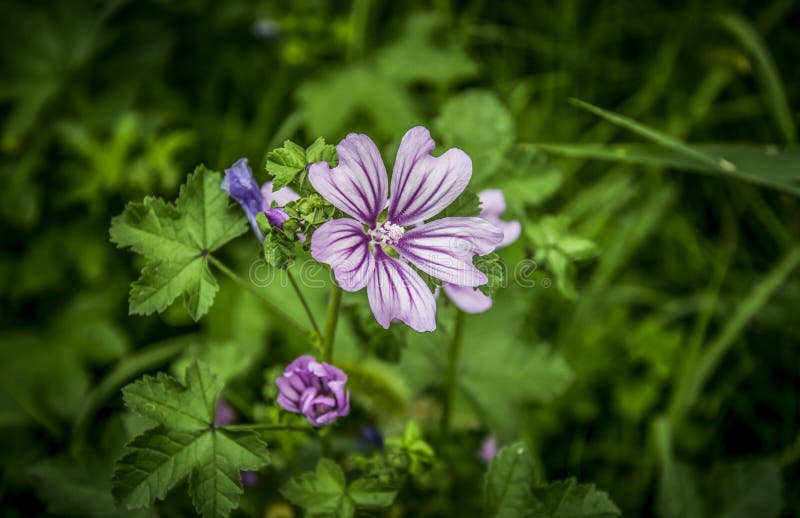 Purple Mallow Flower stock photo. Image of vibrant, grass - 161650280