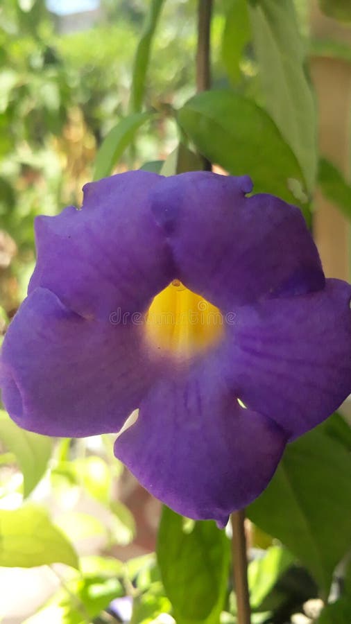 Purple mandevilla flower stock image. Image of plants - 220046775