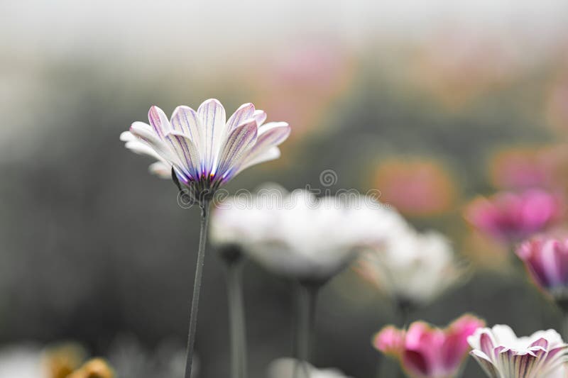 Purple Margarite Stock Photos - Free & Royalty-Free Stock Photos from ...