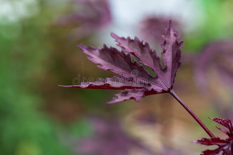 Purple Marijuana leaves stock image. Image of food, drugs - 127355387