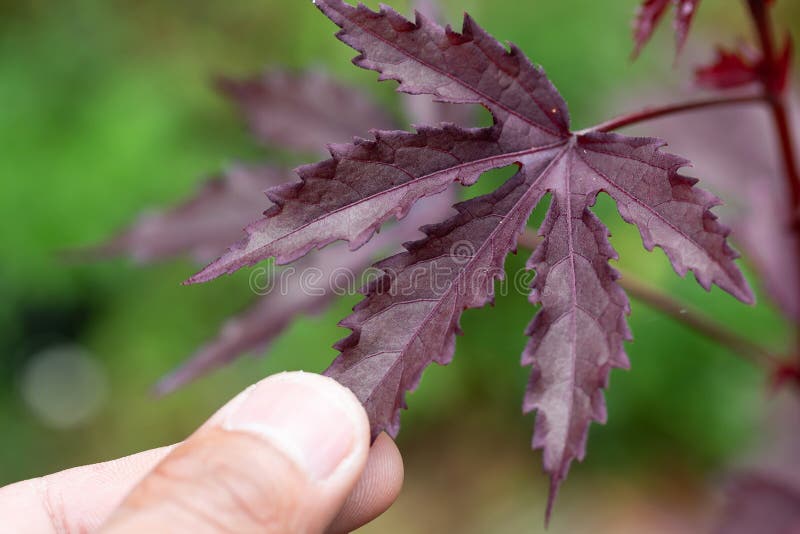 Purple Marijuana leaves stock image. Image of hash, plants - 127355393