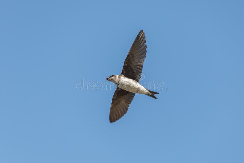Purple martin bird stock photo. Image of canadian, martin - 154733318