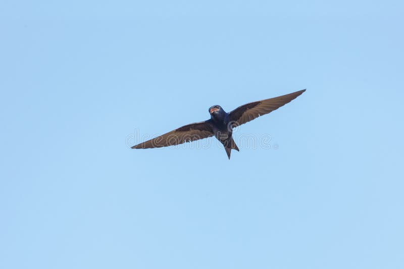 Purple martin bird stock photo. Image of male, purple - 154733326