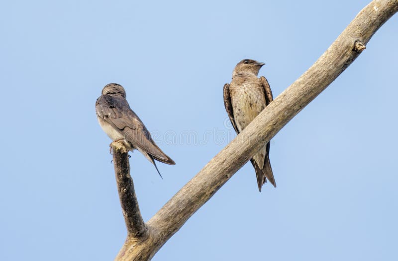 Purple Martin bird stock image. Image of british, birds - 365445595