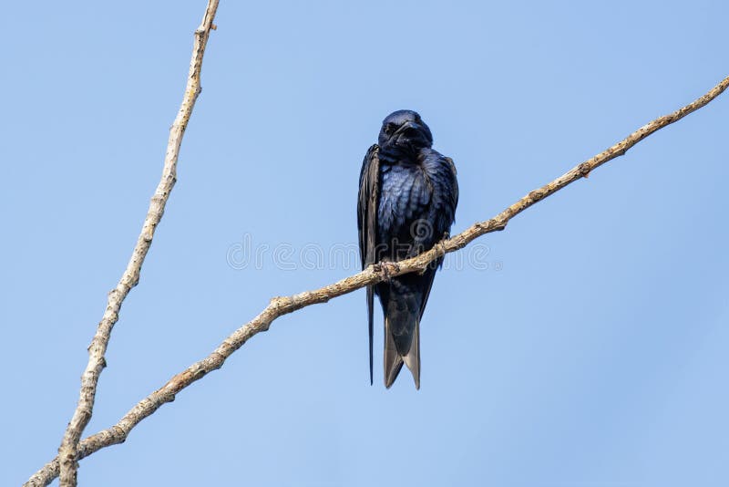 Purple Martin bird stock image. Image of purple, animal - 365445609