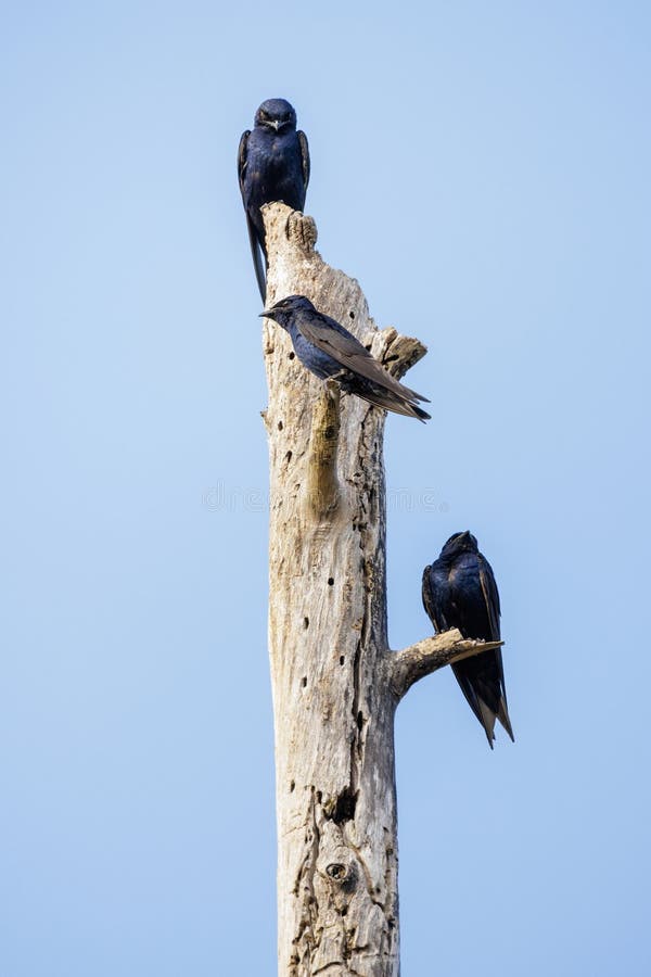 Purple Martin bird stock image. Image of animal, birds - 365445689