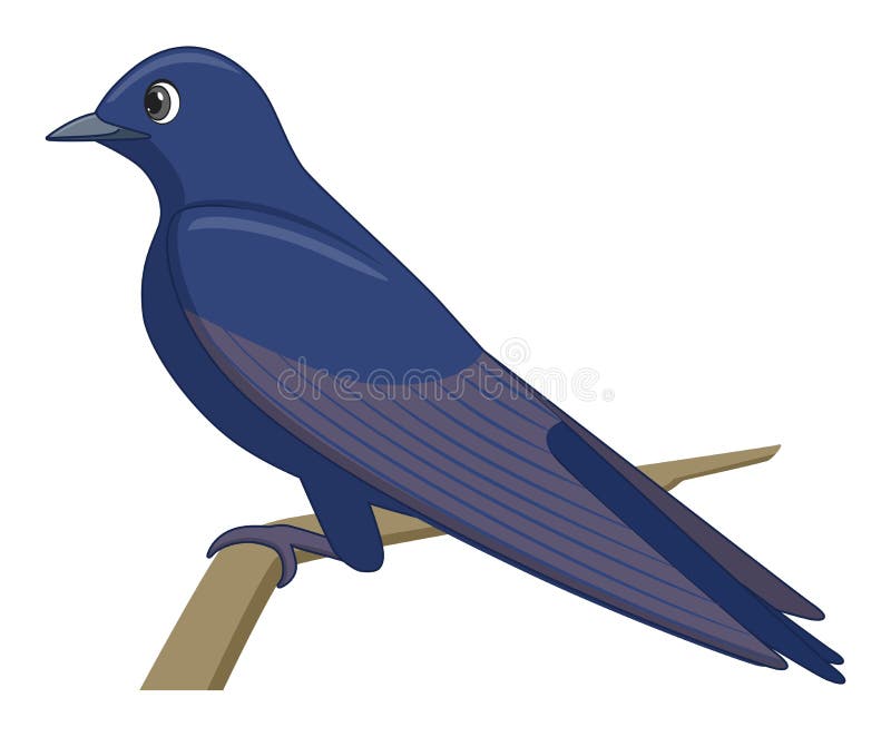 Purple Martin Bird on a White Background Stock Vector - Illustration of ...