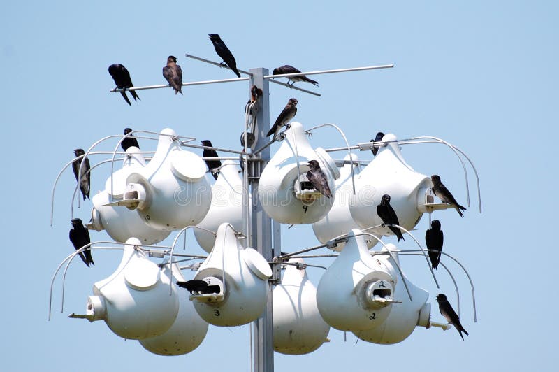 Purple Martin Colony stock image. Image of flock, purple - 25540211