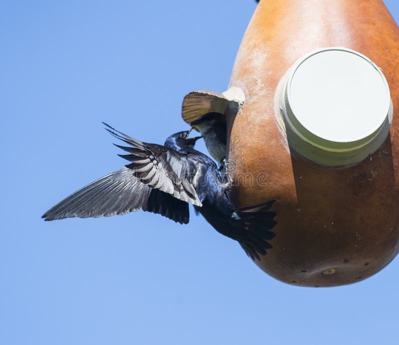 Purple Martin Nest stock image. Image of organism, nature - 233487589