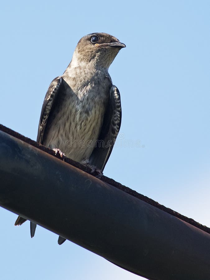 Purple Martin stock photo. Image of female, subis, martin - 75508734