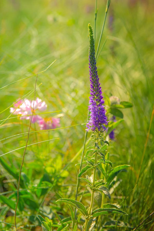 Purple Meadow Flower Long-leaved Veronica. Meadow Flower Close Up Stock ...