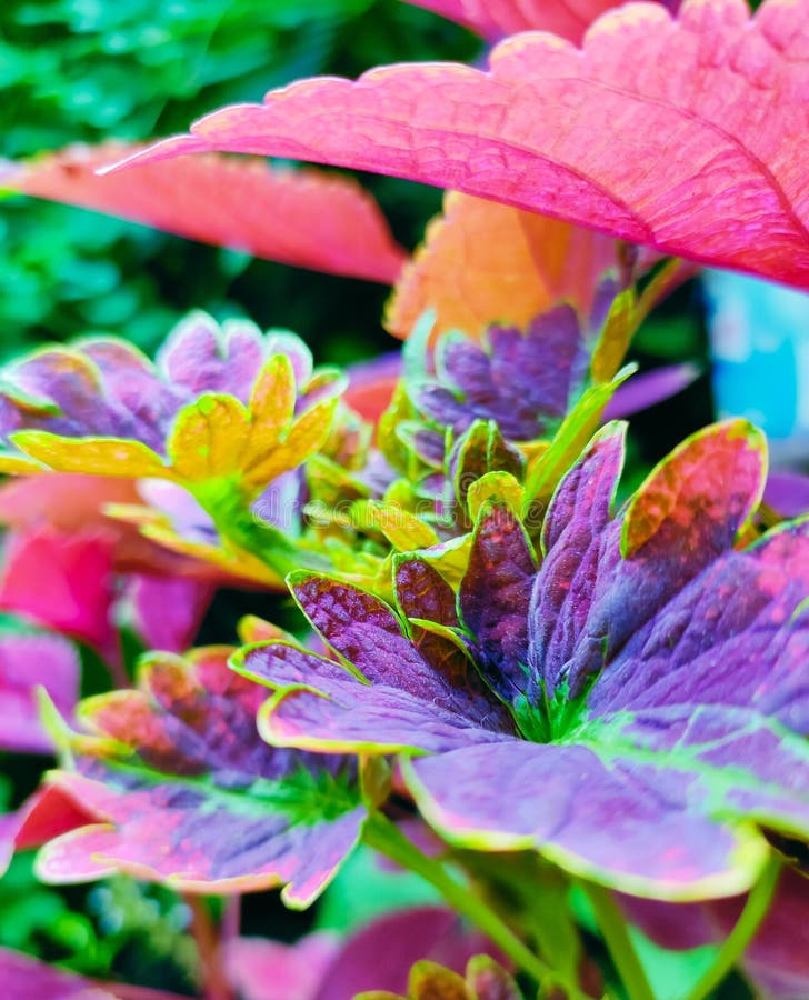 257 Purple Miana Ornamental Plant Stock Photos - Free & Royalty-Free ...