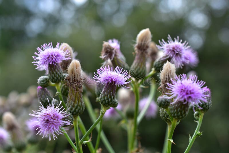 Purple Milk Thistle Close Up Stock Photo - Image of flower, nature ...
