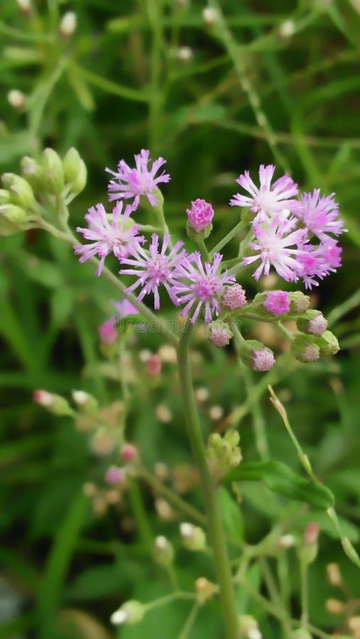 Purple mini flower stock photo. Image of monsoon, purple - 123442502