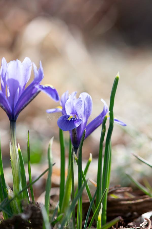 Purple Mini Iris Flower stock photo. Image of easter - 176159904