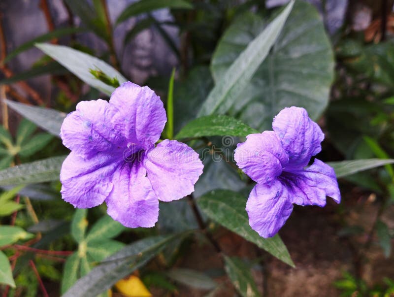 Purple mirabilis flower stock image. Image of blossom - 267189705