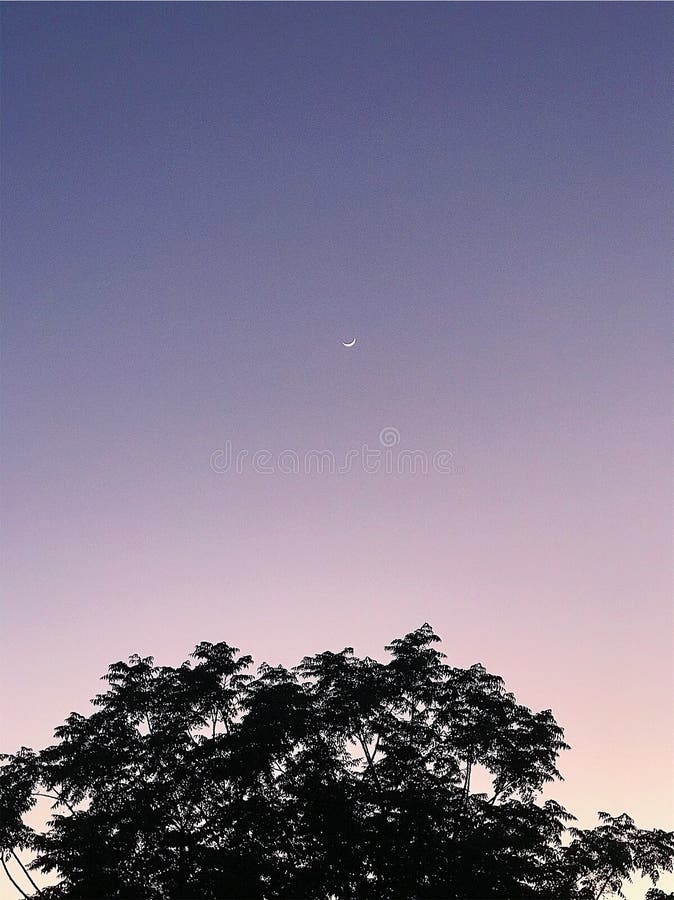 Purple moon stock photo. Image of moon, purple, tree - 210066176
