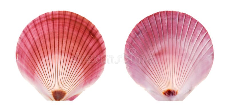 Two Sides of a Scallop Shell Stock Image - Image of elements, holiday ...